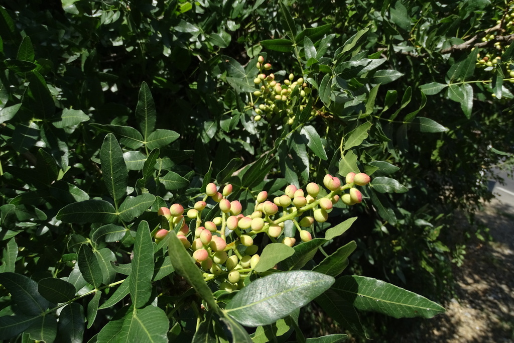 wild pistachio tree from Анапский р-н, Краснодарский край, Россия on ...