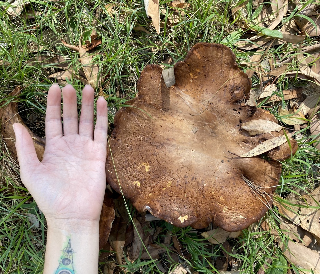 shelf fungi from Baranduda Range Regional Park, Leneva, VIC, AU on ...