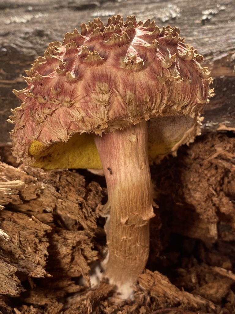 Nidula Emodensis Wikipedia Fungi of the month archive - TASMANIAN FIELD ...