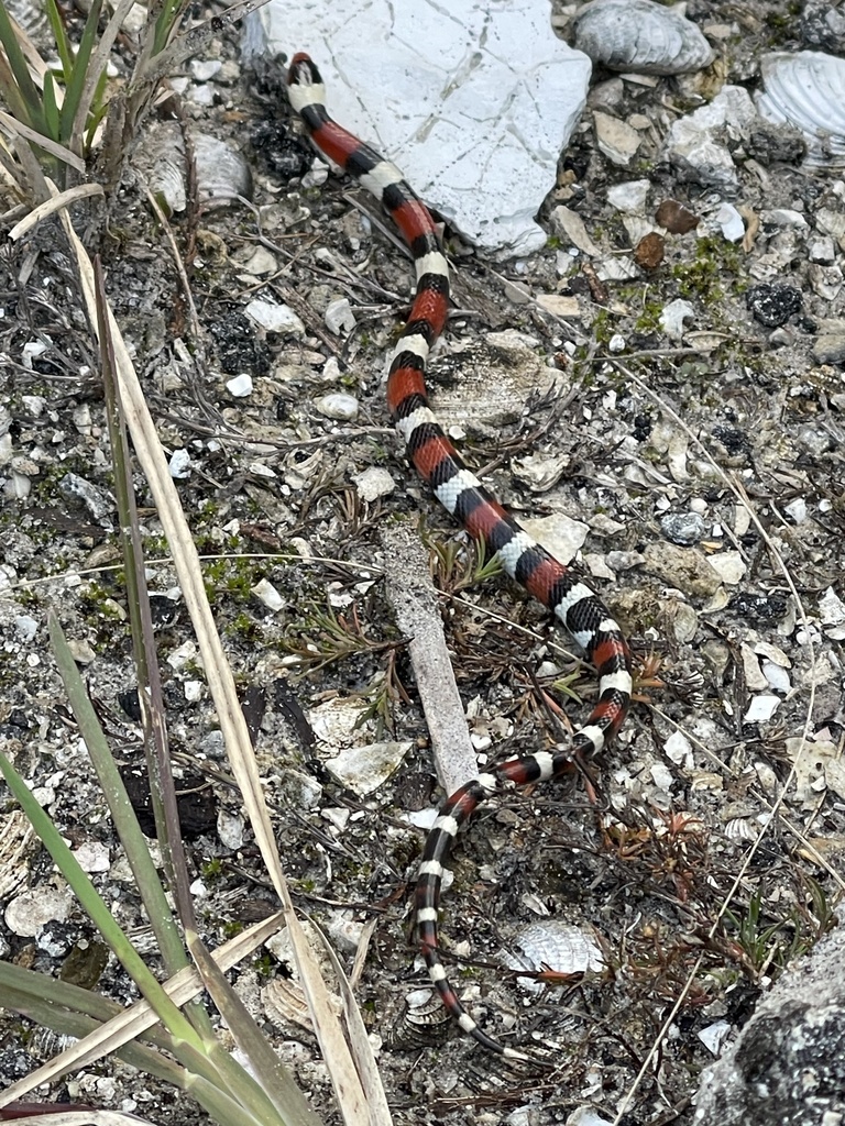 Scarlet Kingsnake from Florida State Parks, Sebring, FL, US on January ...