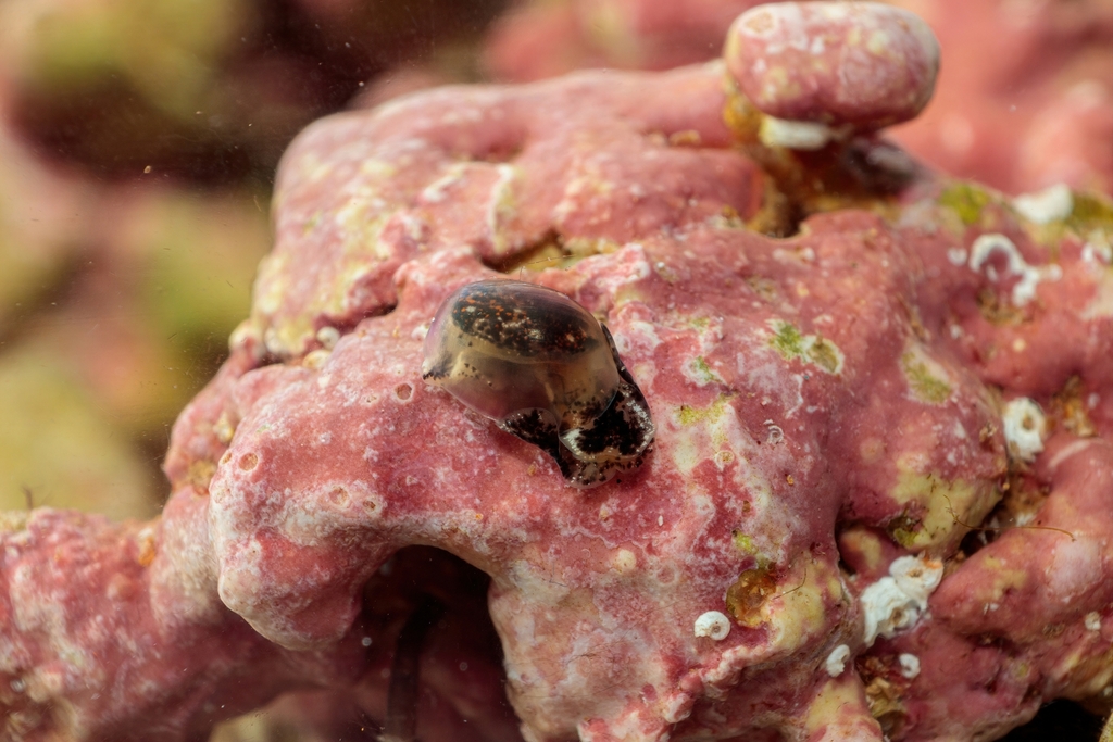 Southern Bubble-shell from 2 - Mers El Hadjadj, Algérie on July 26 ...