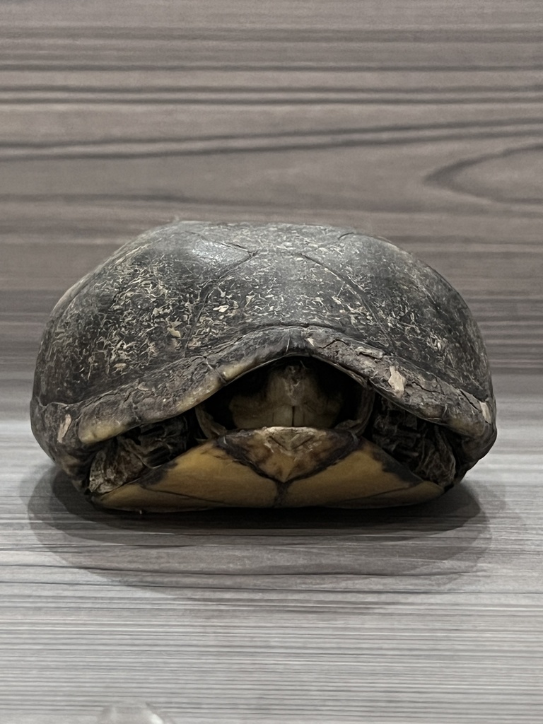 Mexican Mud Turtle from Calle Sorgo, Guadalajara, Jal., MX on January ...