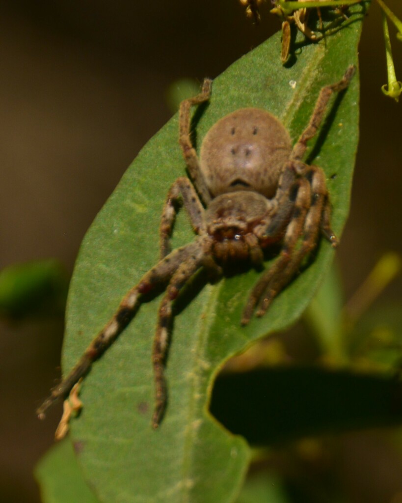 Isopedella pessleri from Sydney NSW, Australia on February 11, 2021 at ...
