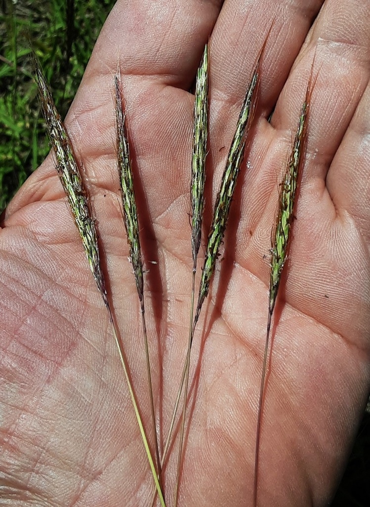 Redleg Grass from Wallerawang NSW 2845, Australia on January 21, 2024 ...