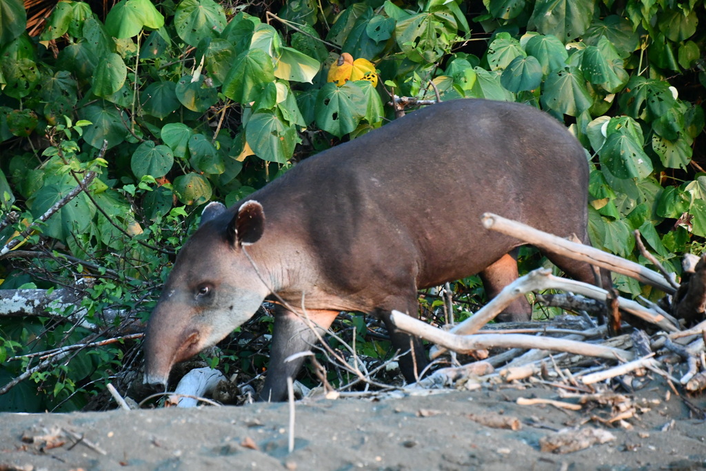 Baird's Tapir (Animals from South America) · iNaturalist