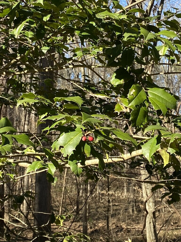 American holly from Hemlock Bluffs Nature Preserve, 2616 Kildaire Farm ...