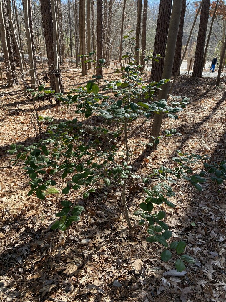 American holly from Hemlock Bluffs Nature Preserve, 2616 Kildaire Farm ...