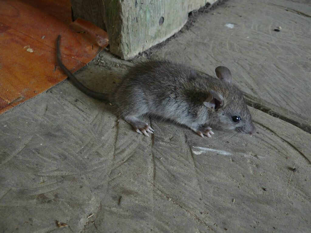 South American Climbing Mice from Bosque protegido JDLS La Mana ...