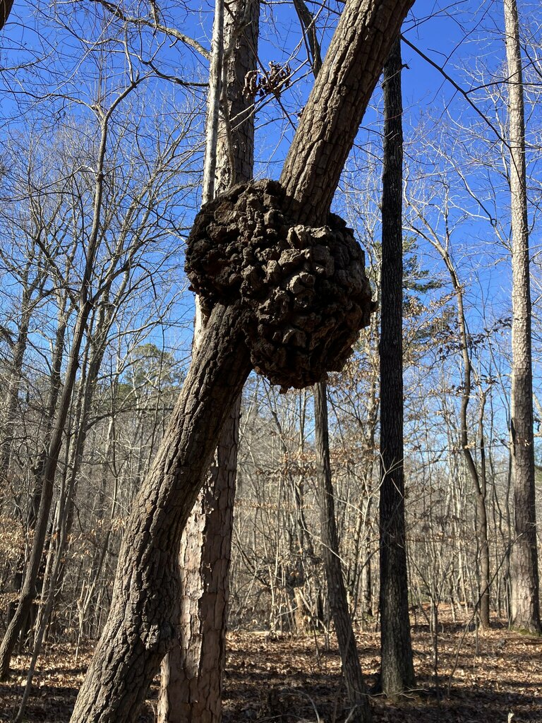 bacterial crown gall from Hemlock Bluffs Nature Preserve, 2616 Kildaire ...