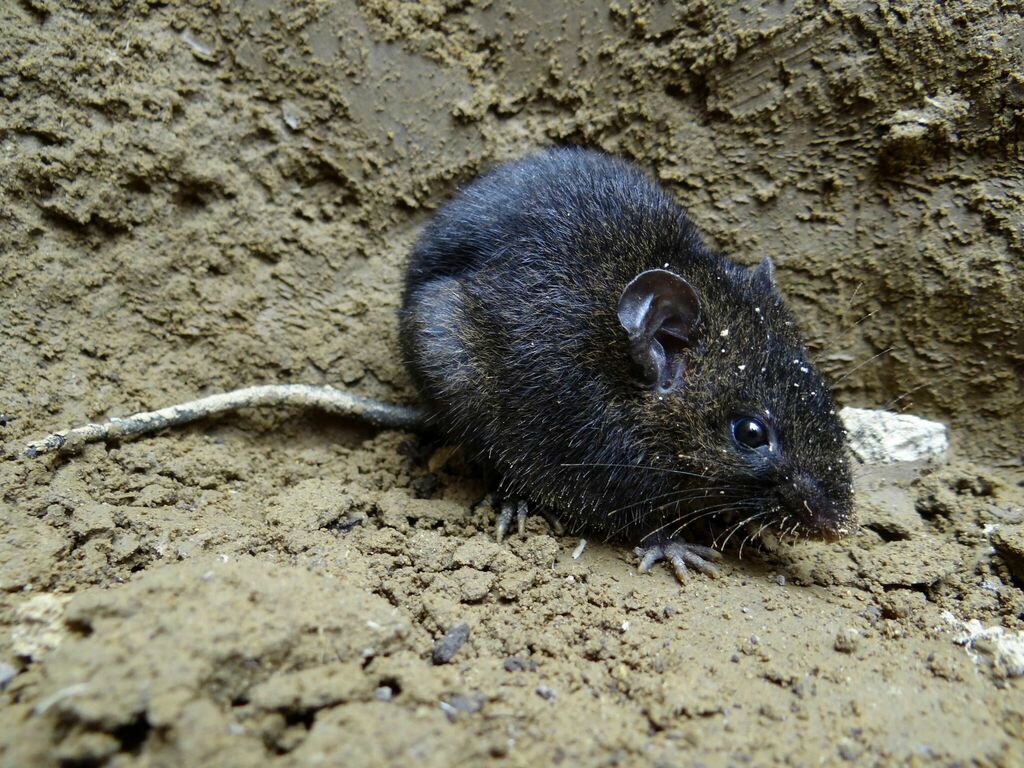 dusky rice rat from Bosque protegido JDLS La Mana, Équateur on July 26 ...