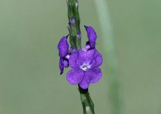 Rattail from Woodmont Natural Area, 7250 NW 80th Ave, Tamarac, FL 33321 ...
