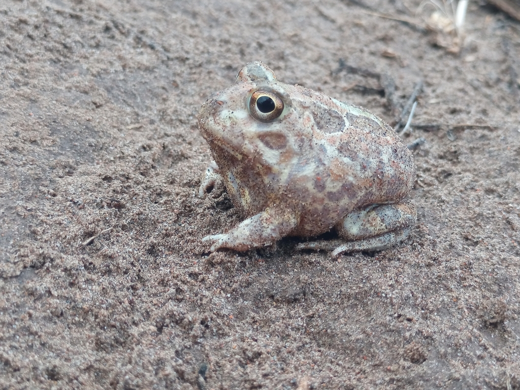 Chaco Horned Frog in January 2024 by Alexander Guiñazu · iNaturalist