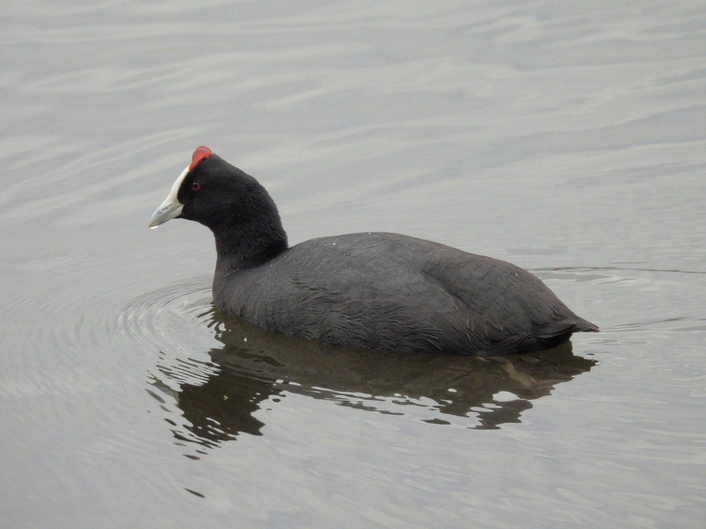 Red-knobbed Coot in January 2024 by Inma Torres · iNaturalist