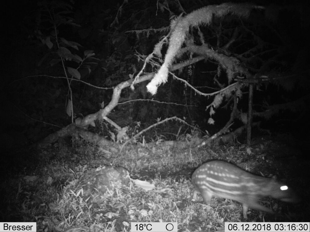 Spotted Paca from Bosque protegido JDLS La Mana, Équateur on June 12 ...