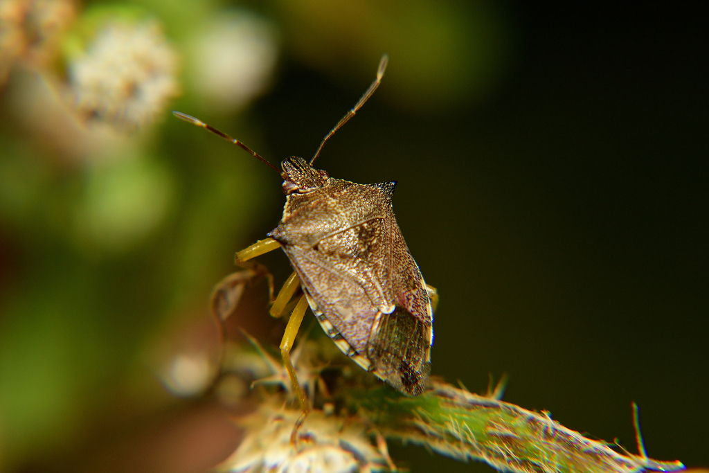 Spined Soldier Bug from Ibagué, Tolima, Colombia on January 19, 2024 at ...