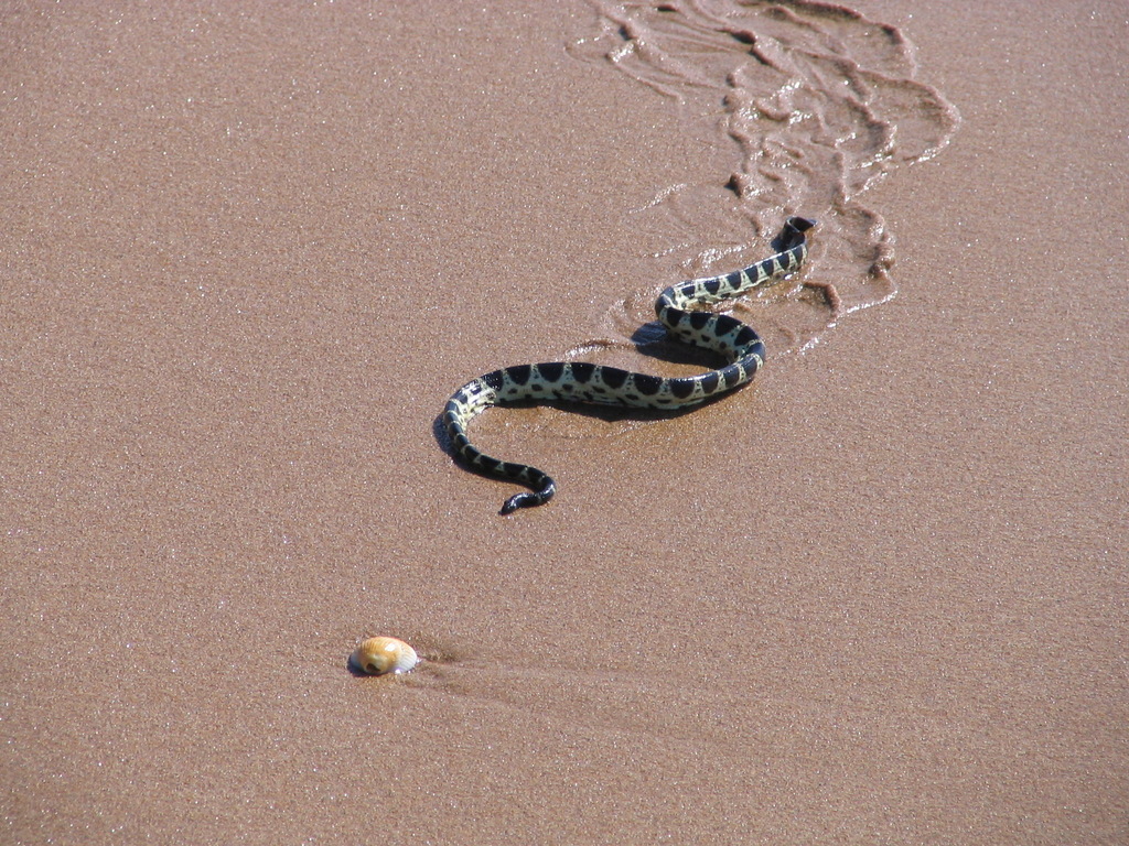 Small-headed Sea Snake from Wreck Rocks, Deepwater, Australia on August ...