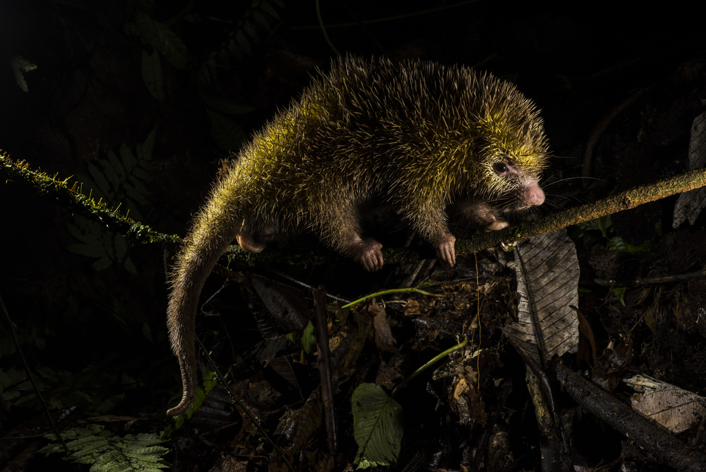 Andean Porcupine from Bosque protegido JDLS La Mana, Équateur on ...