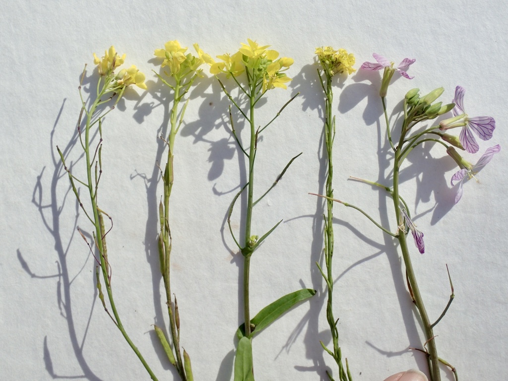 Black Mustard from Harriett M. Wieder Regional Park, Huntington Beach ...