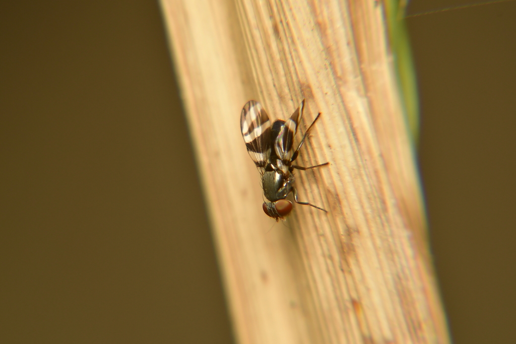 Banded-wing Flies from Ibagué, Tolima, Colombia on January 19, 2024 at ...