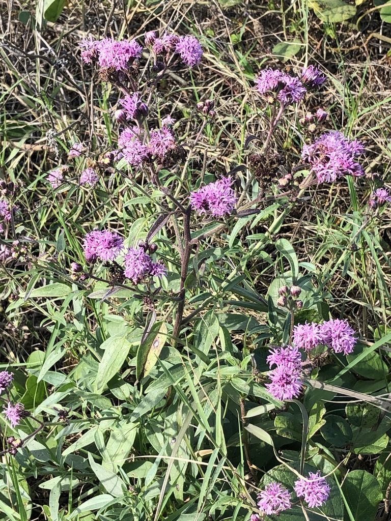Texas palafox from South Padre Island, Texas 78597, EE. UU. on January ...