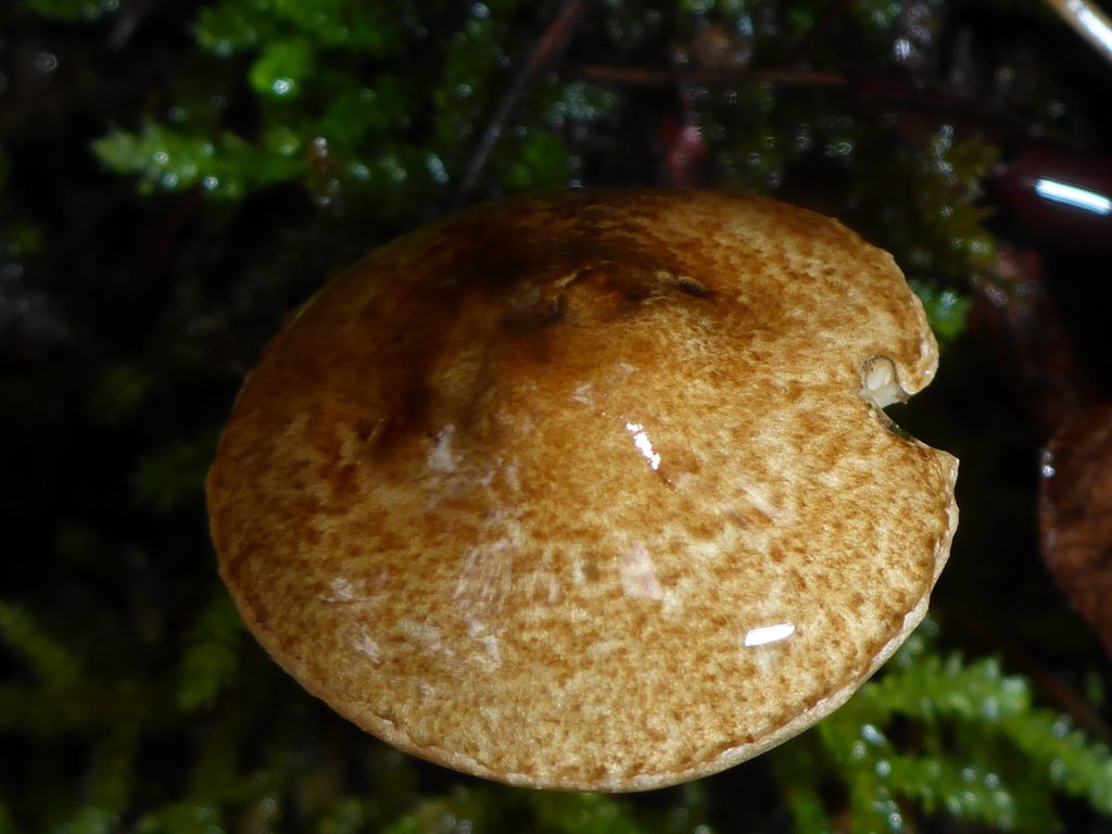 Chestnut Dapperling from Marin County, CA, USA on January 21, 2024 at ...