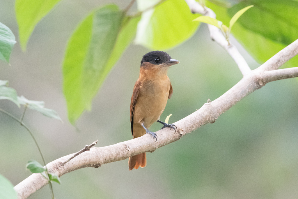 Rose-throated Becard from 68440 Altamira, Oax., México on January 19 ...