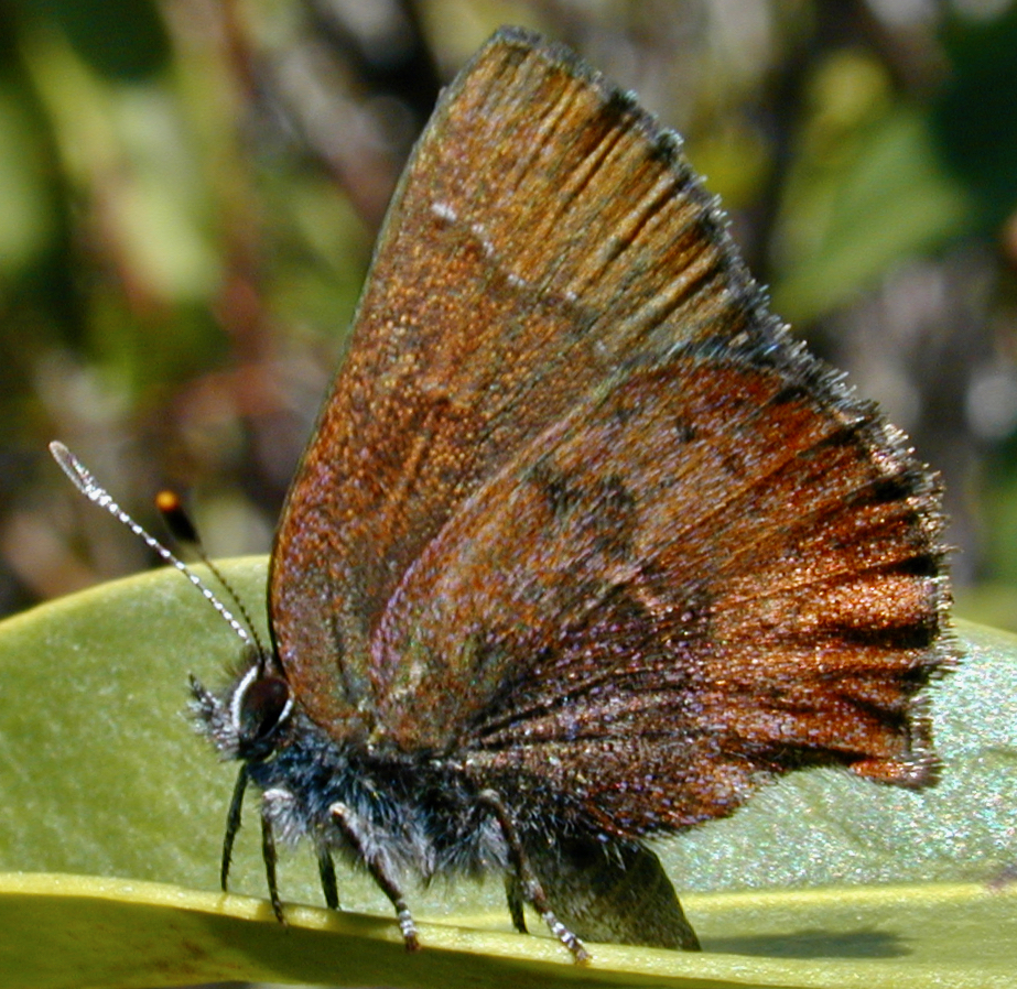Brown Elfin from Robertson Mountain, Virginia 22743, USA on April 24 ...
