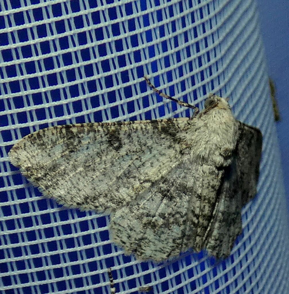 Citrus Looper from Habitate, Jennersdorf, Österreich on July 22, 2018 ...