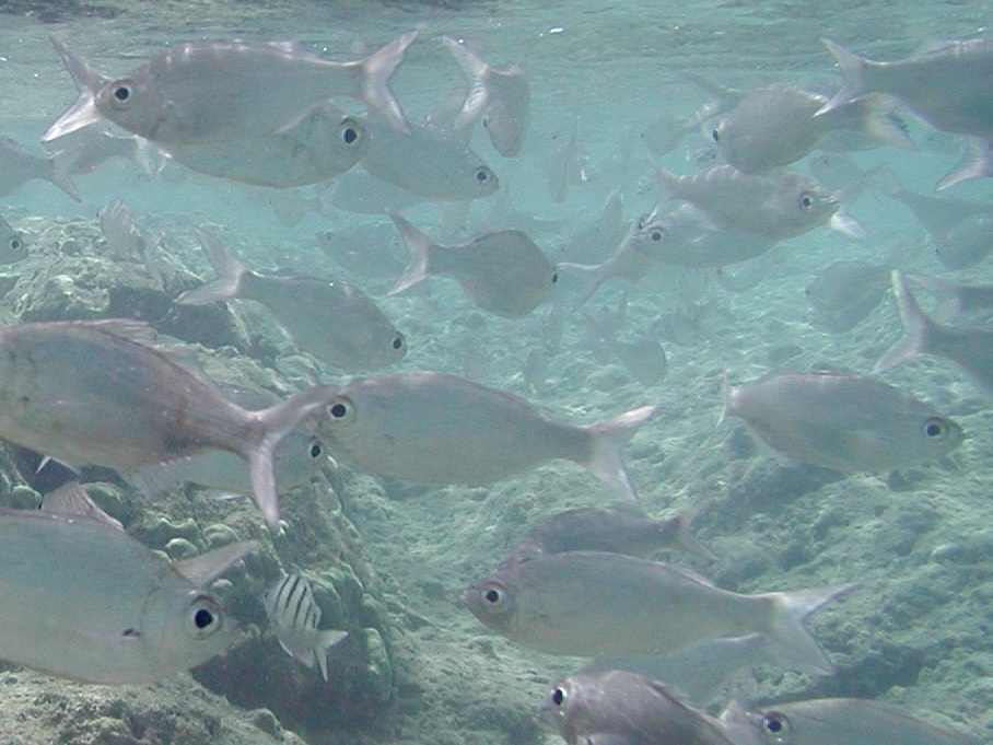 Hawaiian Flagtail from Hanauma Bay, East Honolulu, HI, US on March 3 ...
