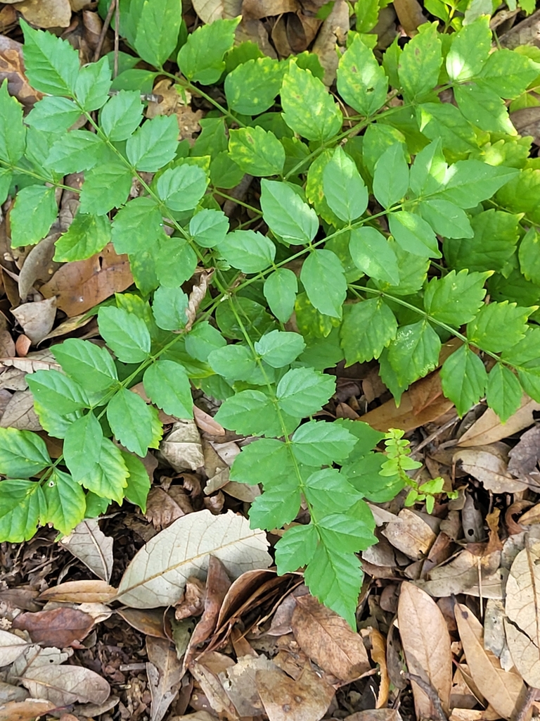 American trumpet vine in January 2024 by Melissa · iNaturalist