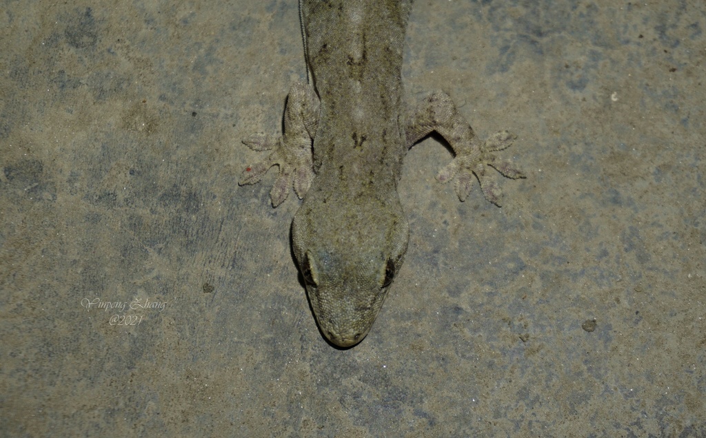 Peking Gecko in June 2021 by Yinpeng Zhang · iNaturalist