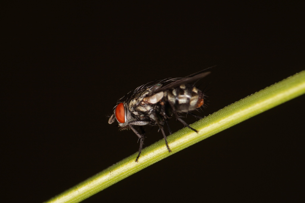 Bot Flies, Blow Flies, and Allies from Kendall, FL, USA on January 21 ...