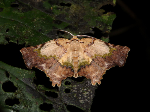 Tmetomorpha bitias · iNaturalist