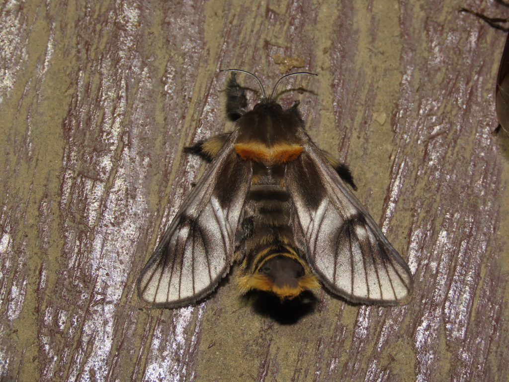 New World Flannel Moths from Dosel Plataforma 1, Isla Escondida, Orito ...