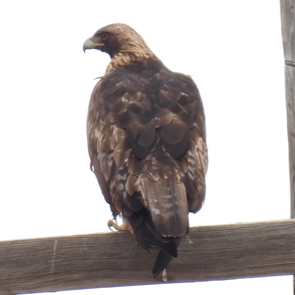Golden Eagle from Newcastle, UT 84756, USA on January 20, 2024 at 10:56 ...