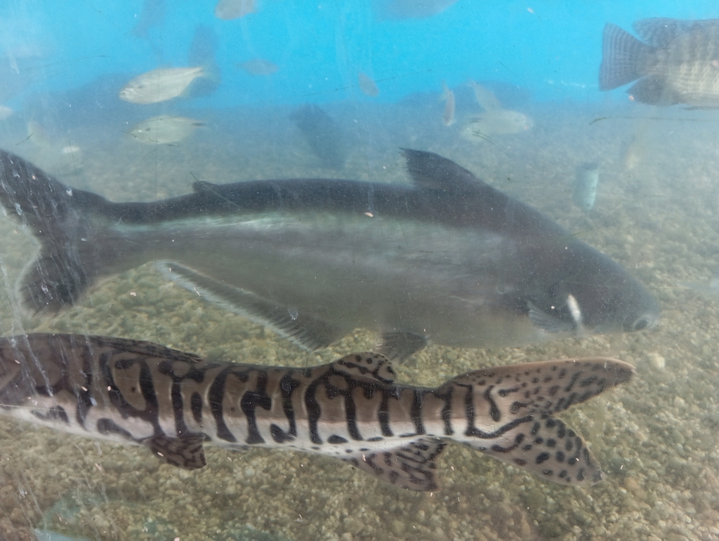 Iridescent Shark in January 2024 by Liu Idárraga Orozco. Obs. para o ...