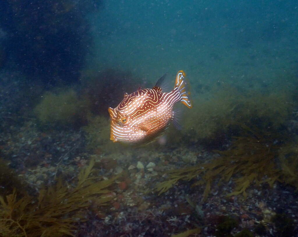Ornate Cowfish from Flinders VIC 3929, Australia on January 20, 2024 at ...
