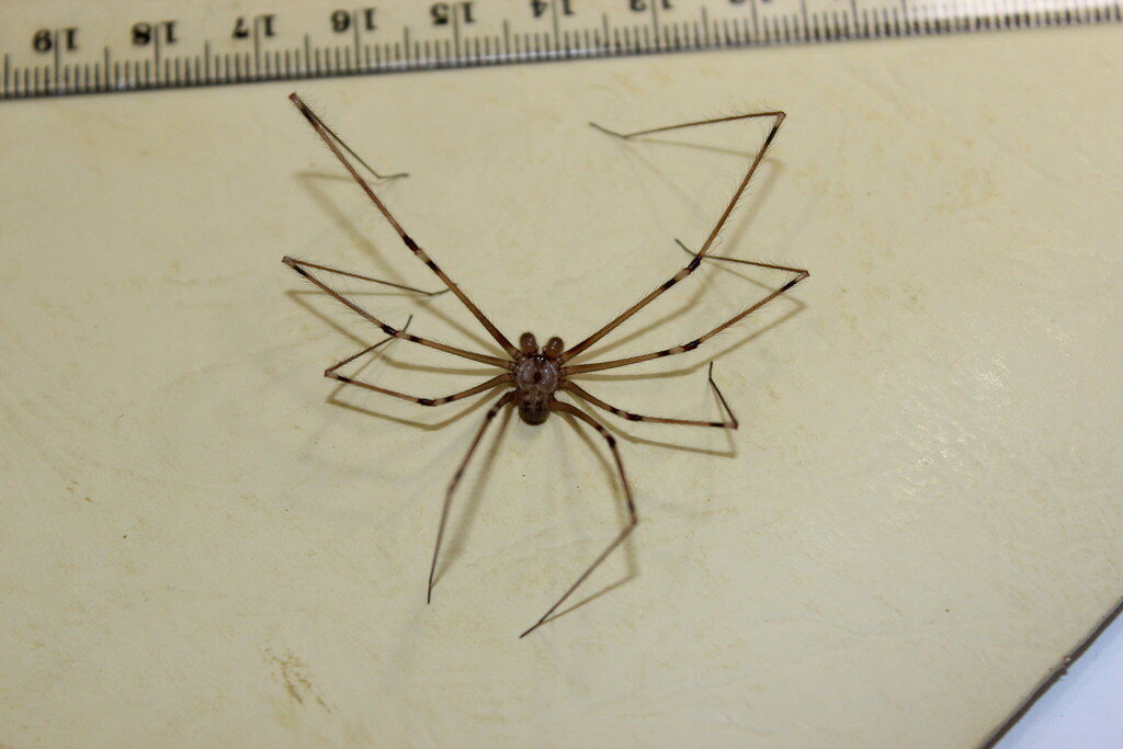 Typical Spiders from Alice Springs NT, Australia on January 19, 2024 at ...