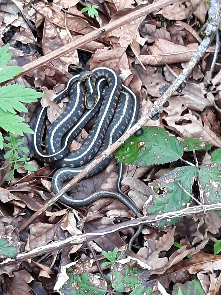 Common Garter Snake from Columbia, Oregon, United States on April 8 ...
