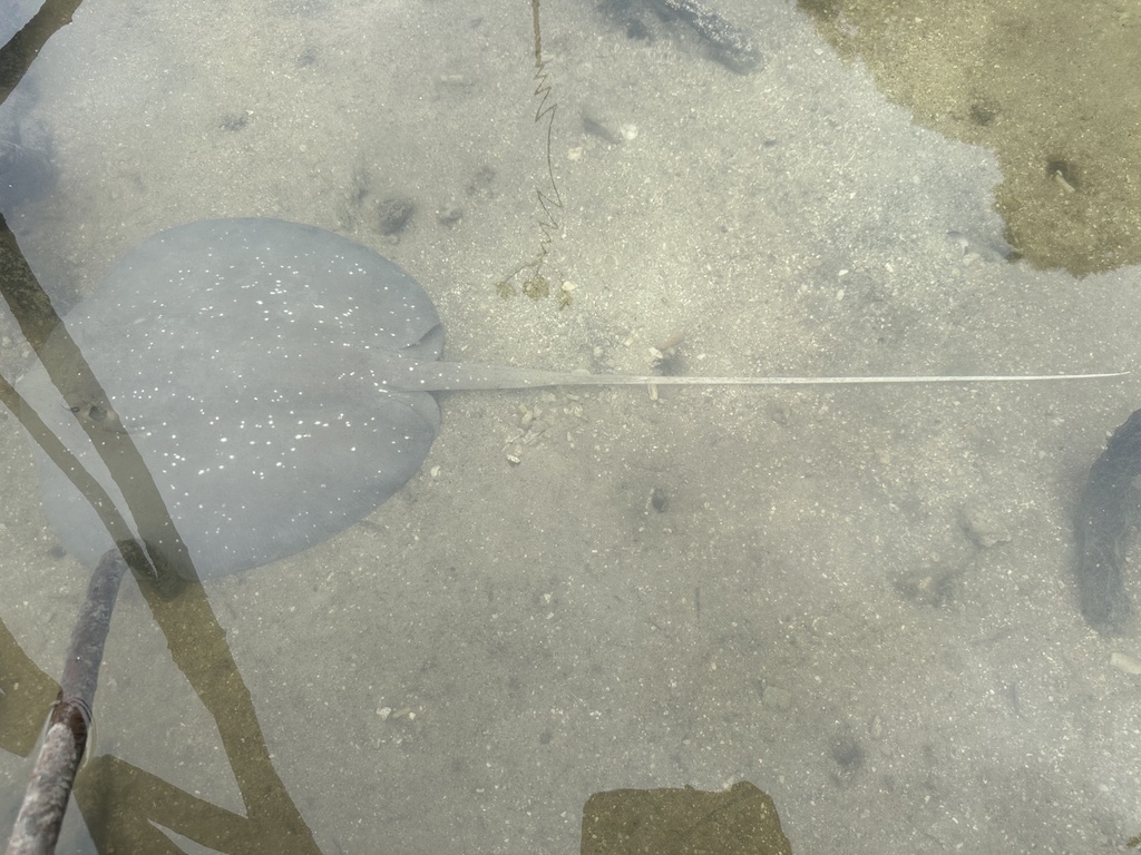Mangrove Whipray from Palm Island QLD 4816, Australia on January 20 ...