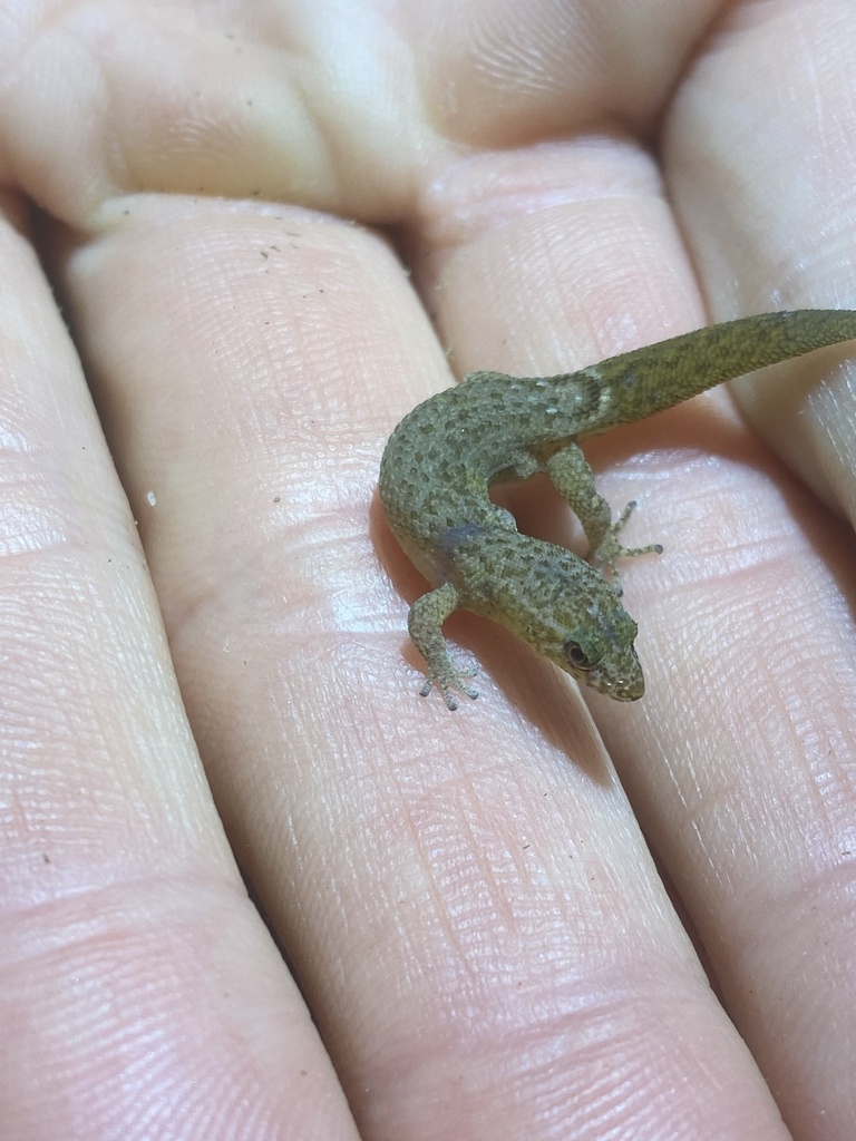 Townsend's dwarf sphaero from Puerto Rico, Loíza, Puerto Rico, US on ...