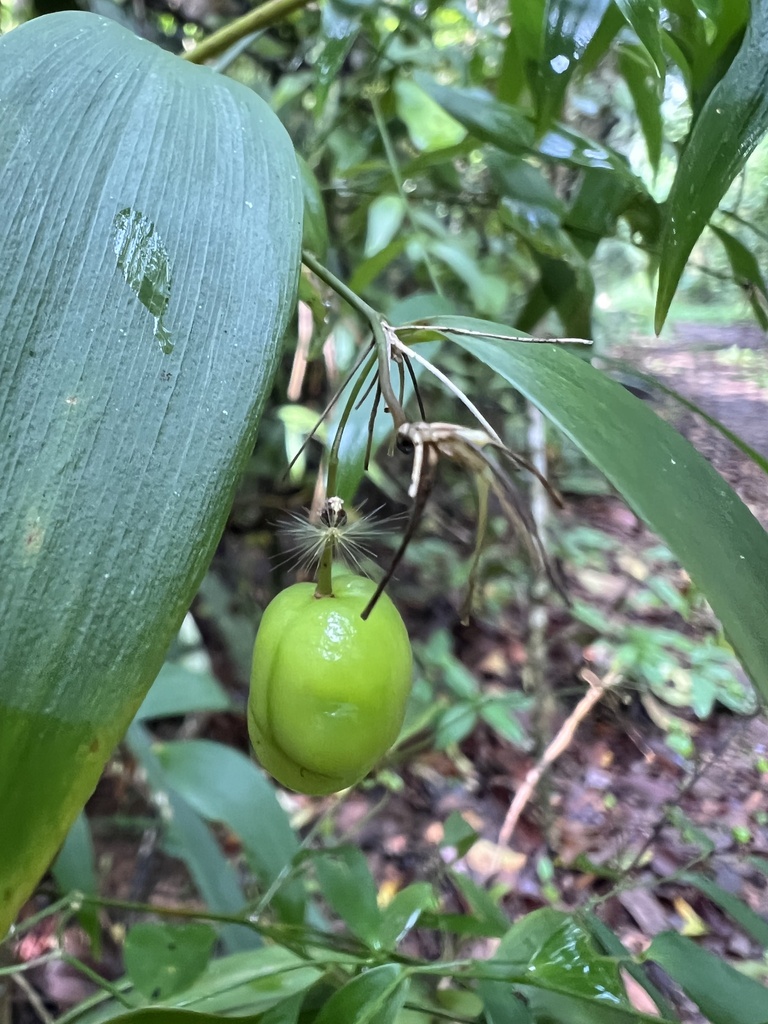 Wombat Berry from Kutini-Payamu (Iron Range) National Park (CYPAL ...
