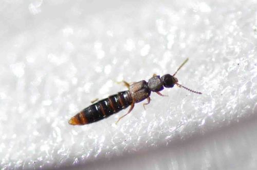 Genus Homalota · iNaturalist