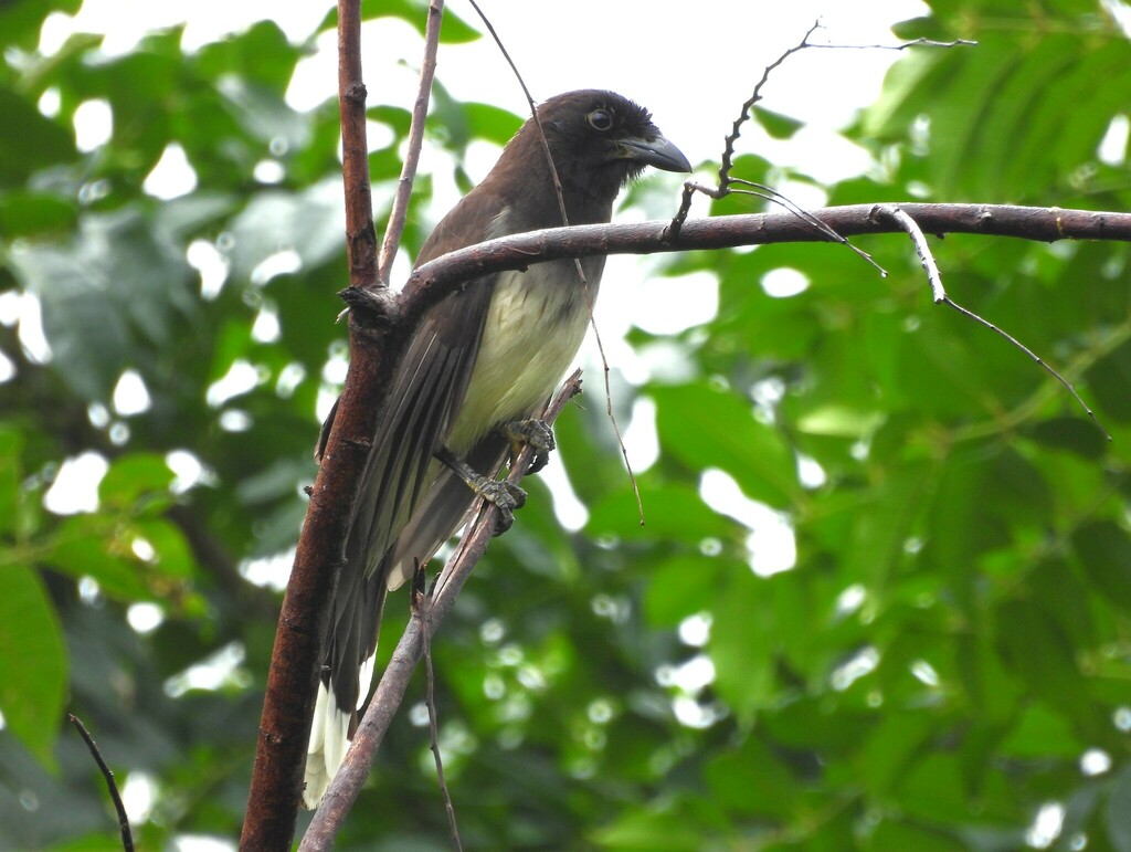 Brown Jay from Ladyville, Belize on January 21, 2024 at 12:13 PM by ...