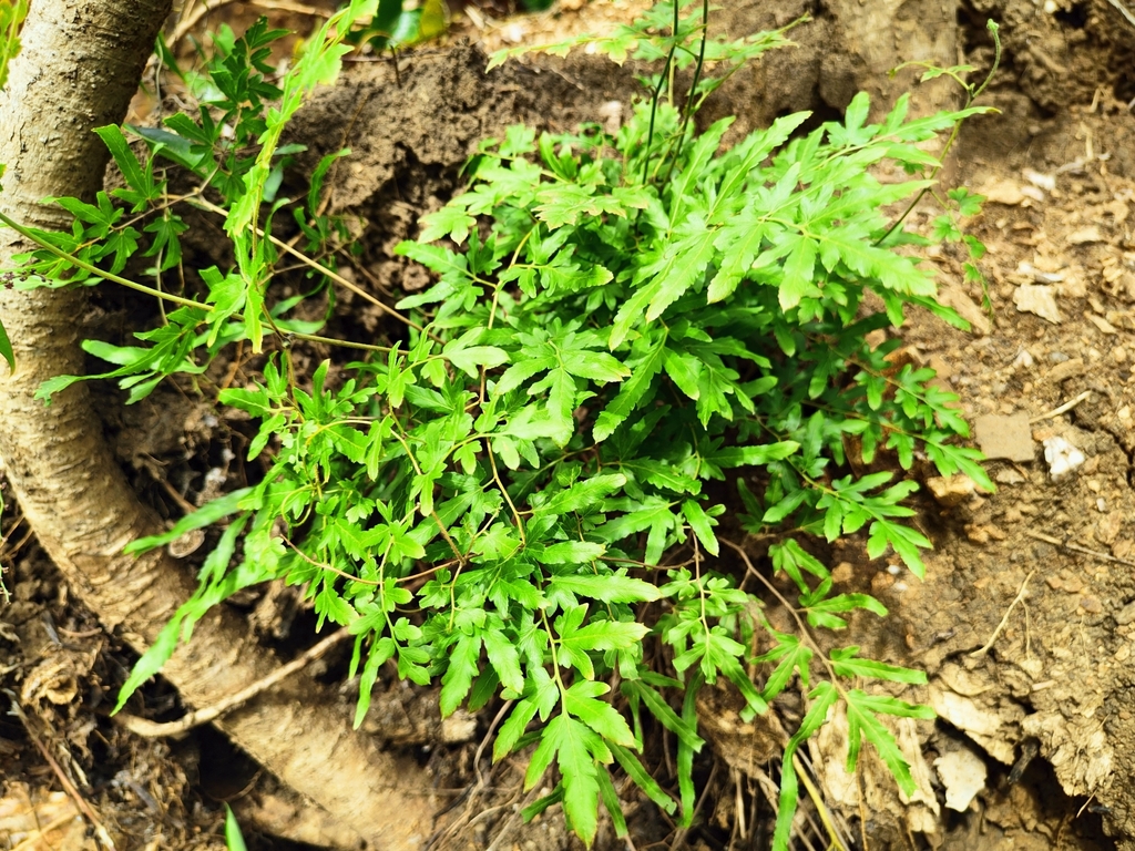 monarch climbing fern from Dixon Cove on January 19, 2024 at 10:45 AM ...