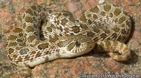 Plains Hognose Snake from Pueblo, CO, USA on September 2, 2011 at 10:03 ...