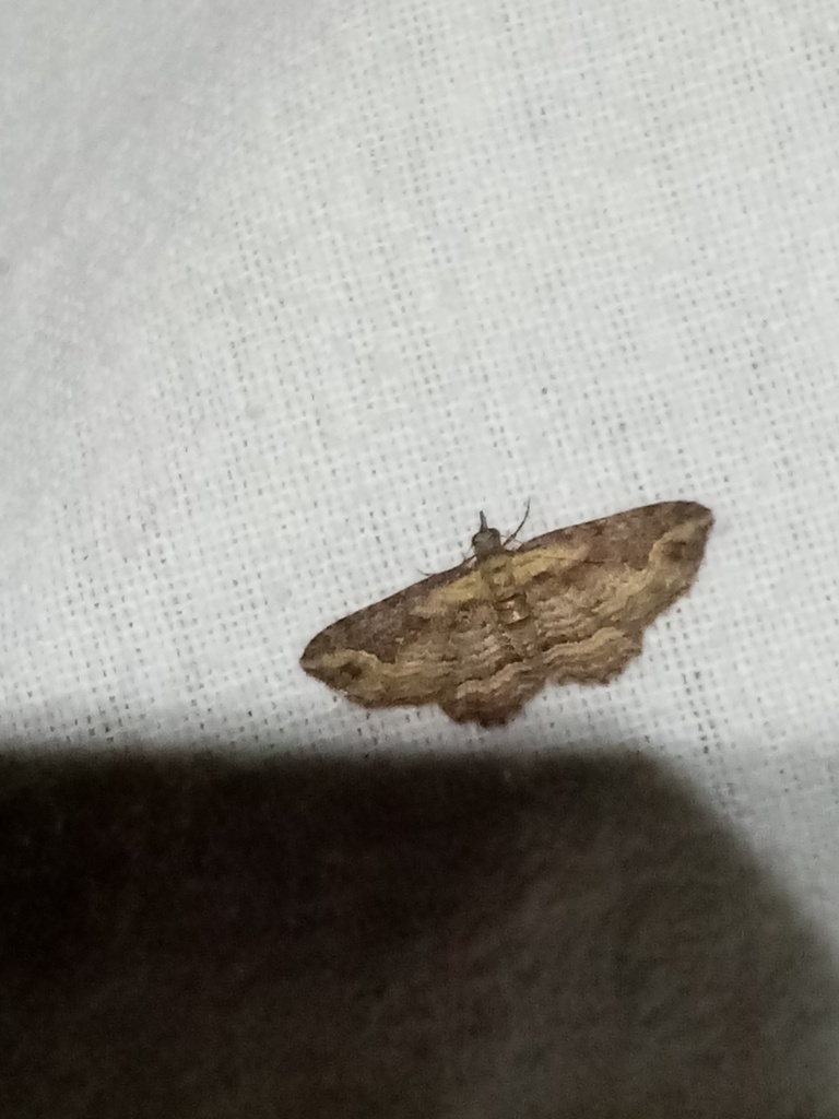 Australian Pug Moth from Site E 2 on January 17, 2024 at 11:12 PM by ...