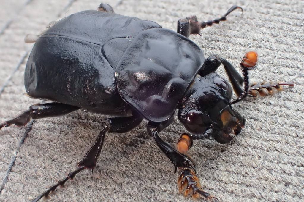 Black Burying Beetle from Wildcat Canyon Regional Park, Richmond, CA ...