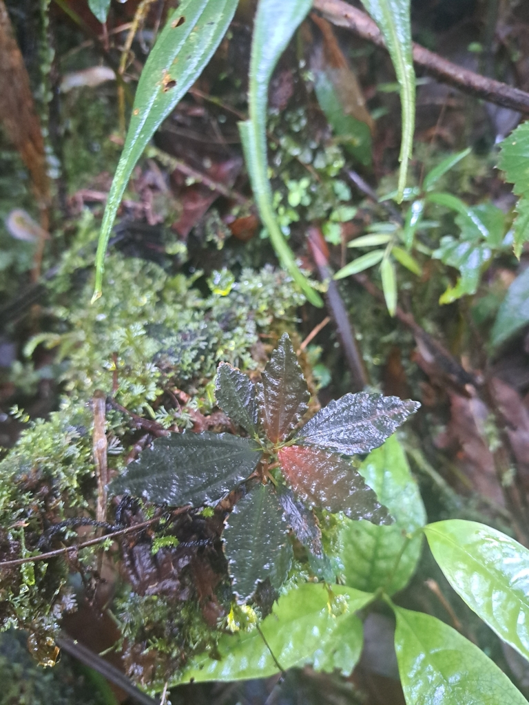 flowering plants from Mera, Ecuador on January 8, 2024 at 01:18 PM by ...