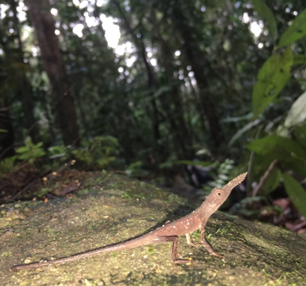 Rough Nose Horned Lizard in April 2019 by QuestaGame. Sighting and ...